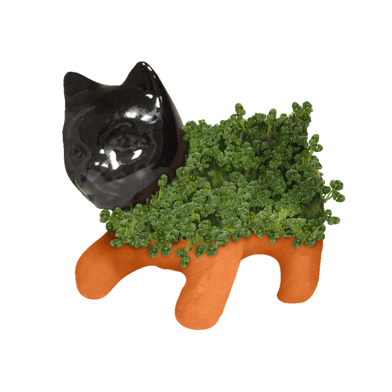 Learn about the history of the Chia Pets trademark and make your own ...