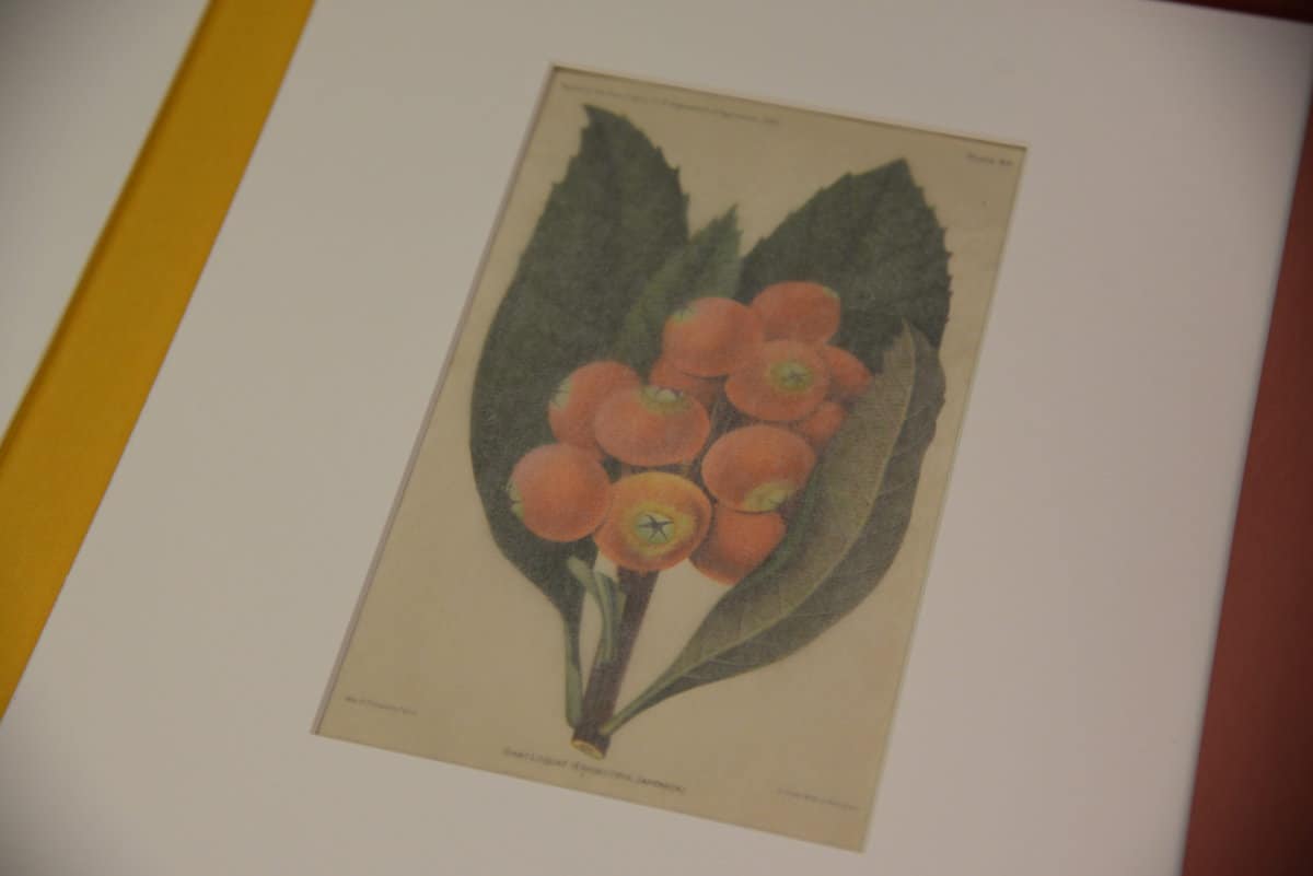 Schaefer reflects on serving as chair of the UI Libraries Advancement ...