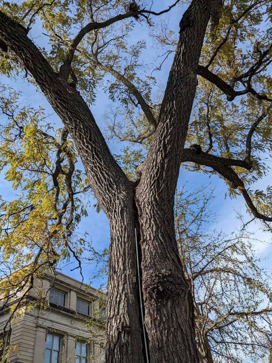 Highlights of the Tree Talk and Tour at the Sciences Library – Sciences ...