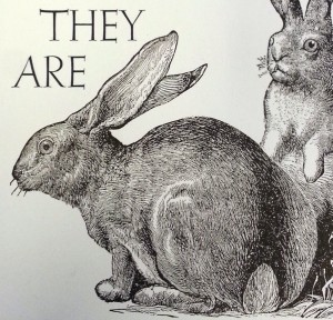 zoomed rabbit – News & Announcements